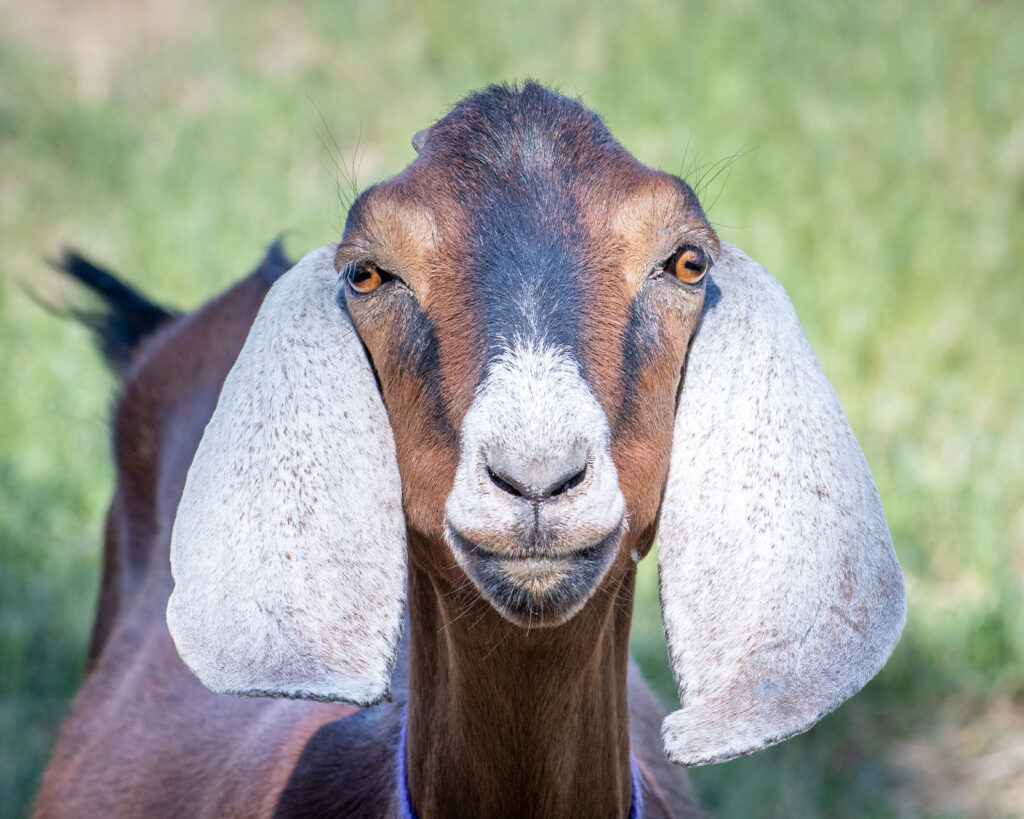 Root Bulbs, G6-S Testing Labs: Goat Genetic Tests 101 - Goat Journal